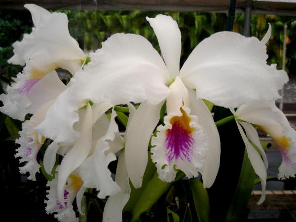 Cattleya-Species